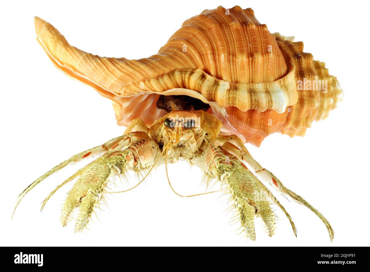 Coquille de bernard l'ermite Banque d'images détourées - Alamy