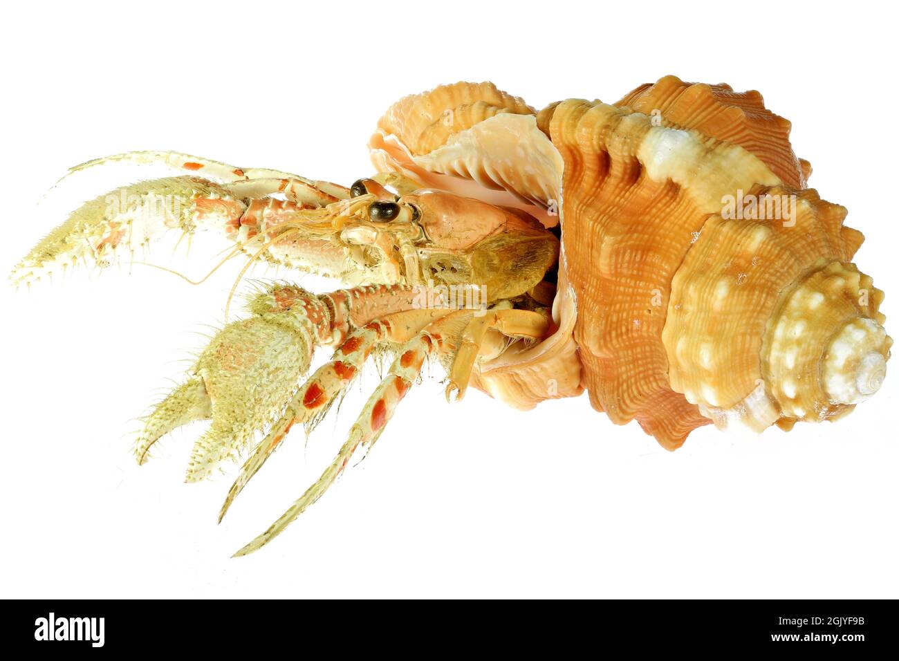 Le crabe ermite (dardanus sp.) dans le triton de poire (Cymatium pyrum ...