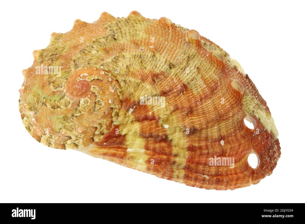 Belle ormeau Banque de photographies et d’images à haute résolution - Alamy