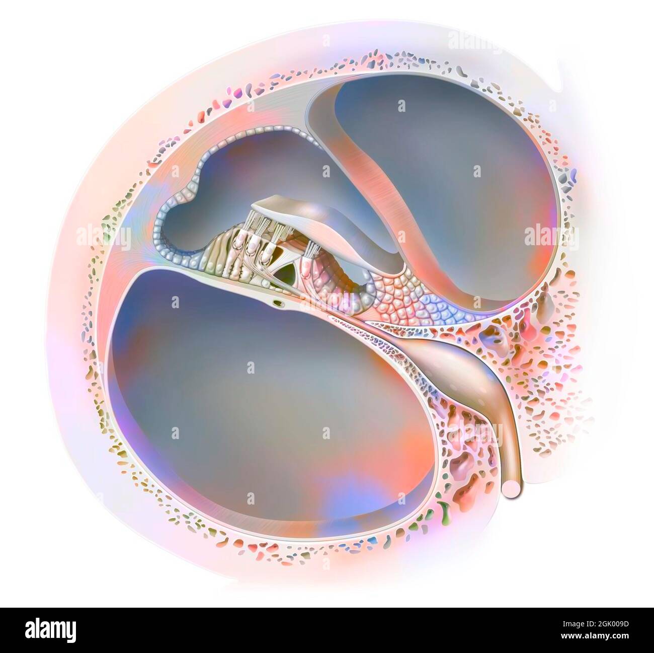 Oreille interne: L'organe de Corti avec la rampe vestibulaire ...