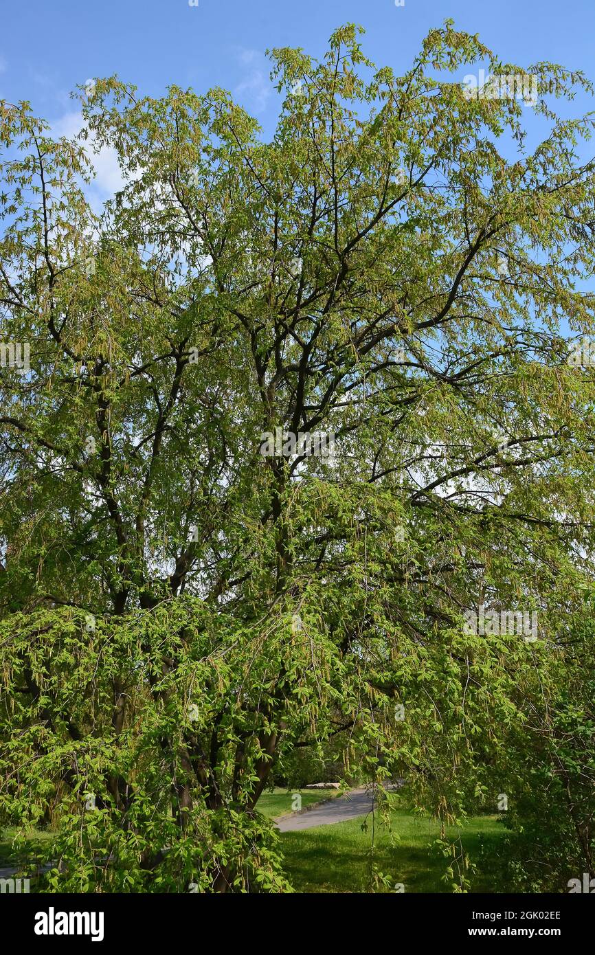 Carpinus betulus hainbuche weissbuche Banque de photographies et d ...