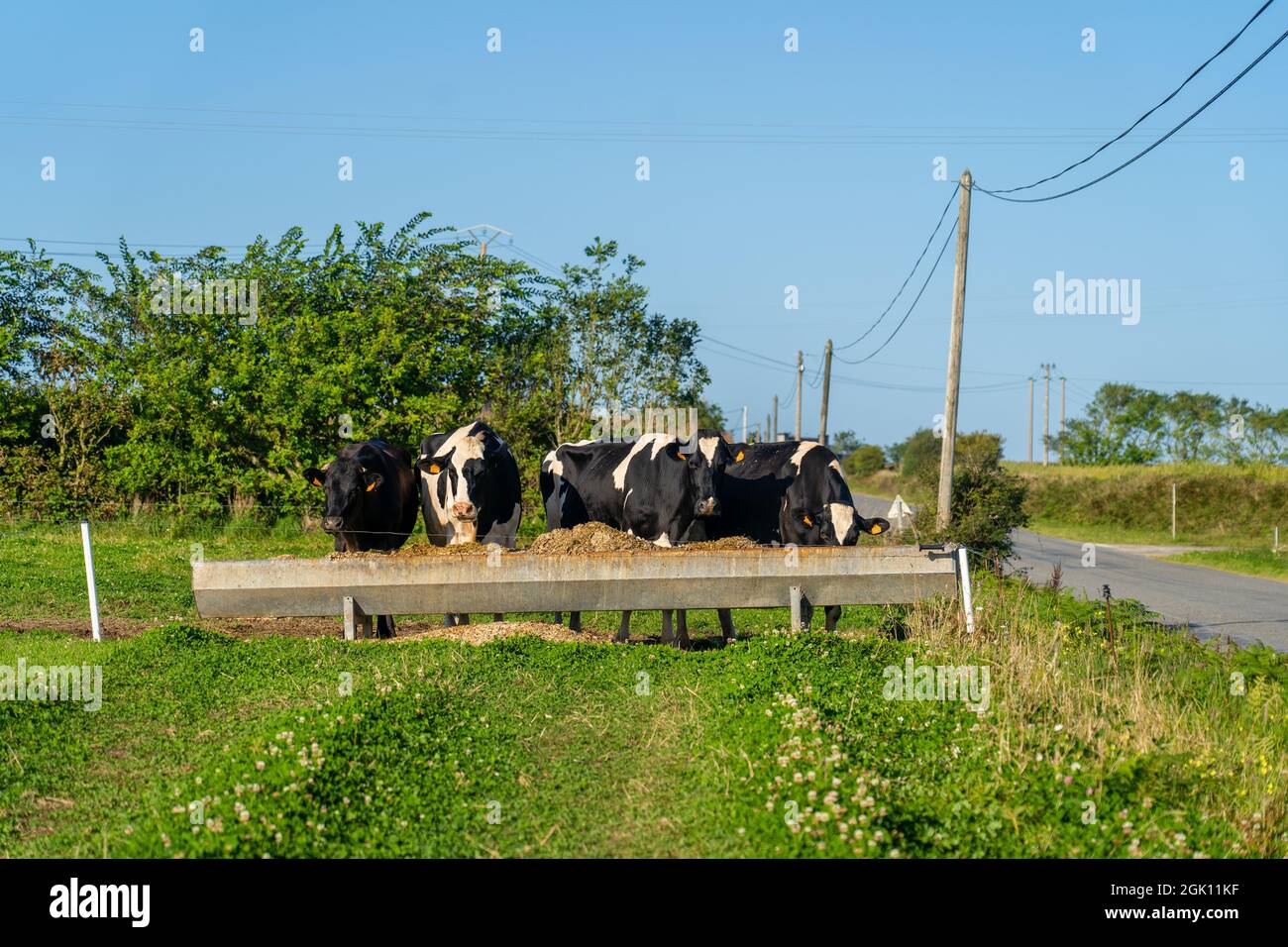 Pie de vache Banque de photographies et d’images à haute résolution - Alamy