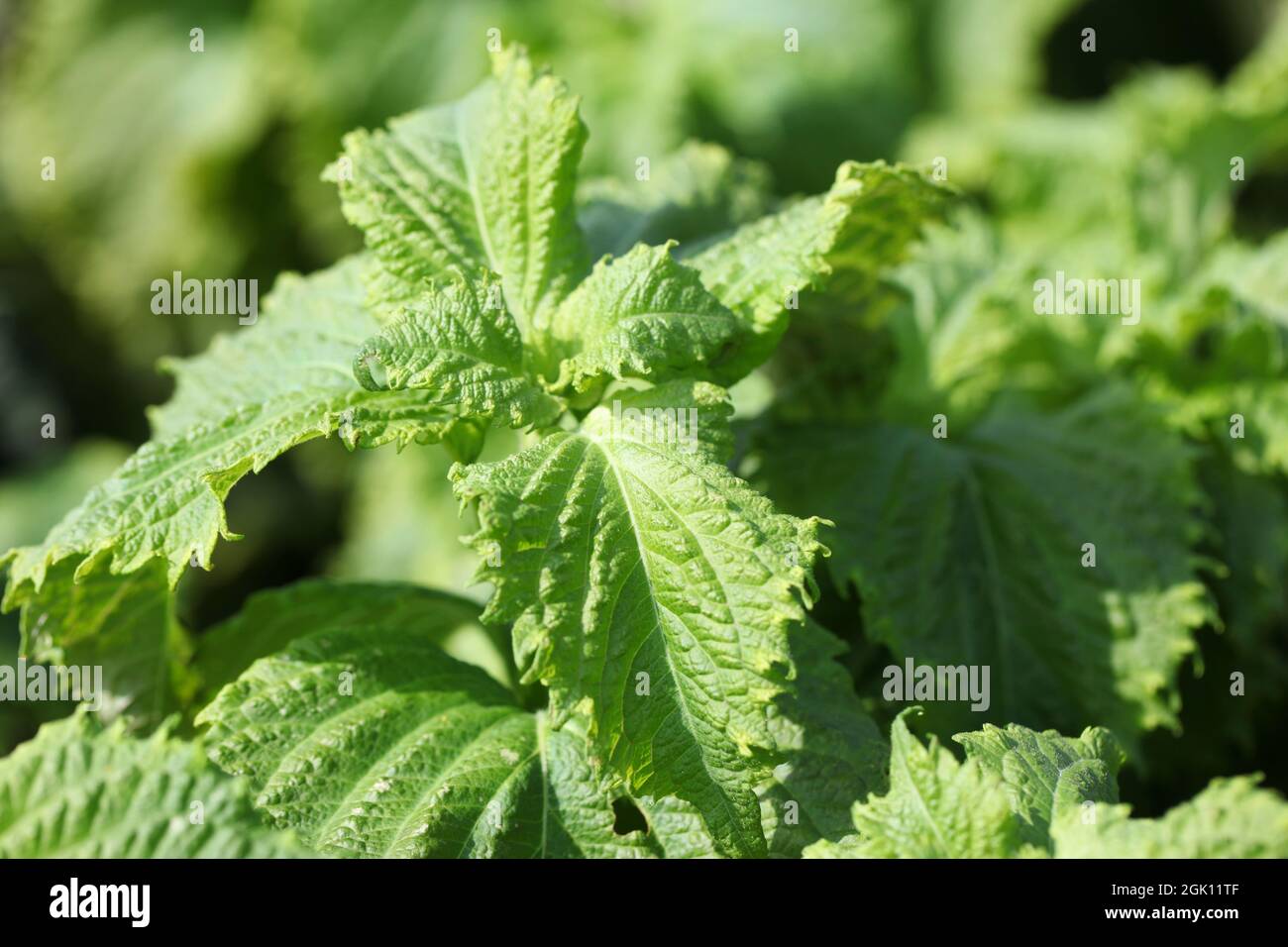 Shiso leaves Banque de photographies et d’images à haute résolution - Alamy