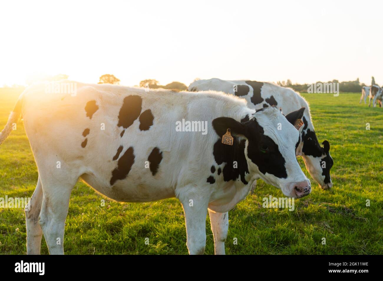 Pie de vache Banque de photographies et d’images à haute résolution - Alamy