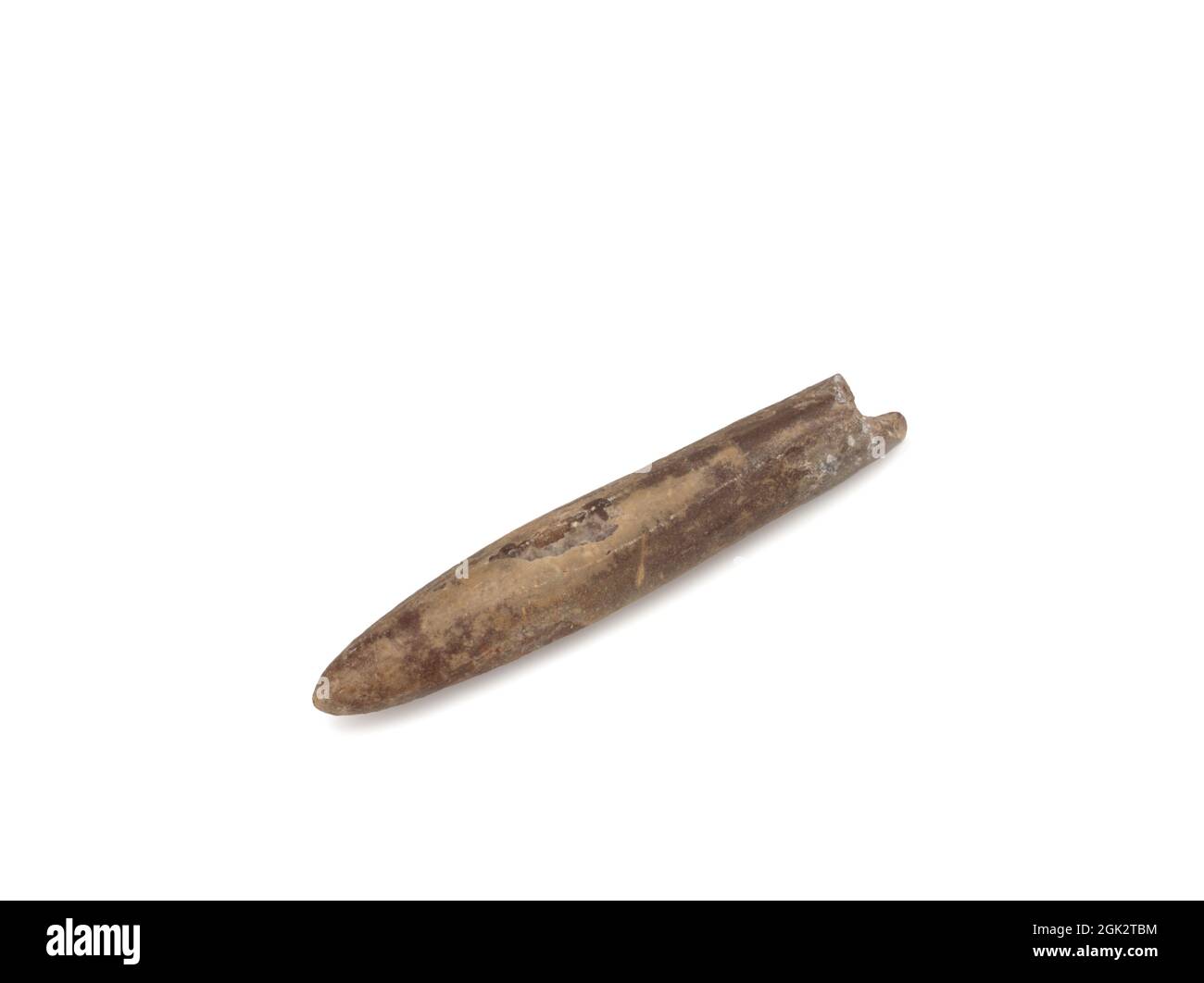Belemnite du cretacé Banque de photographies et d’images à haute ...
