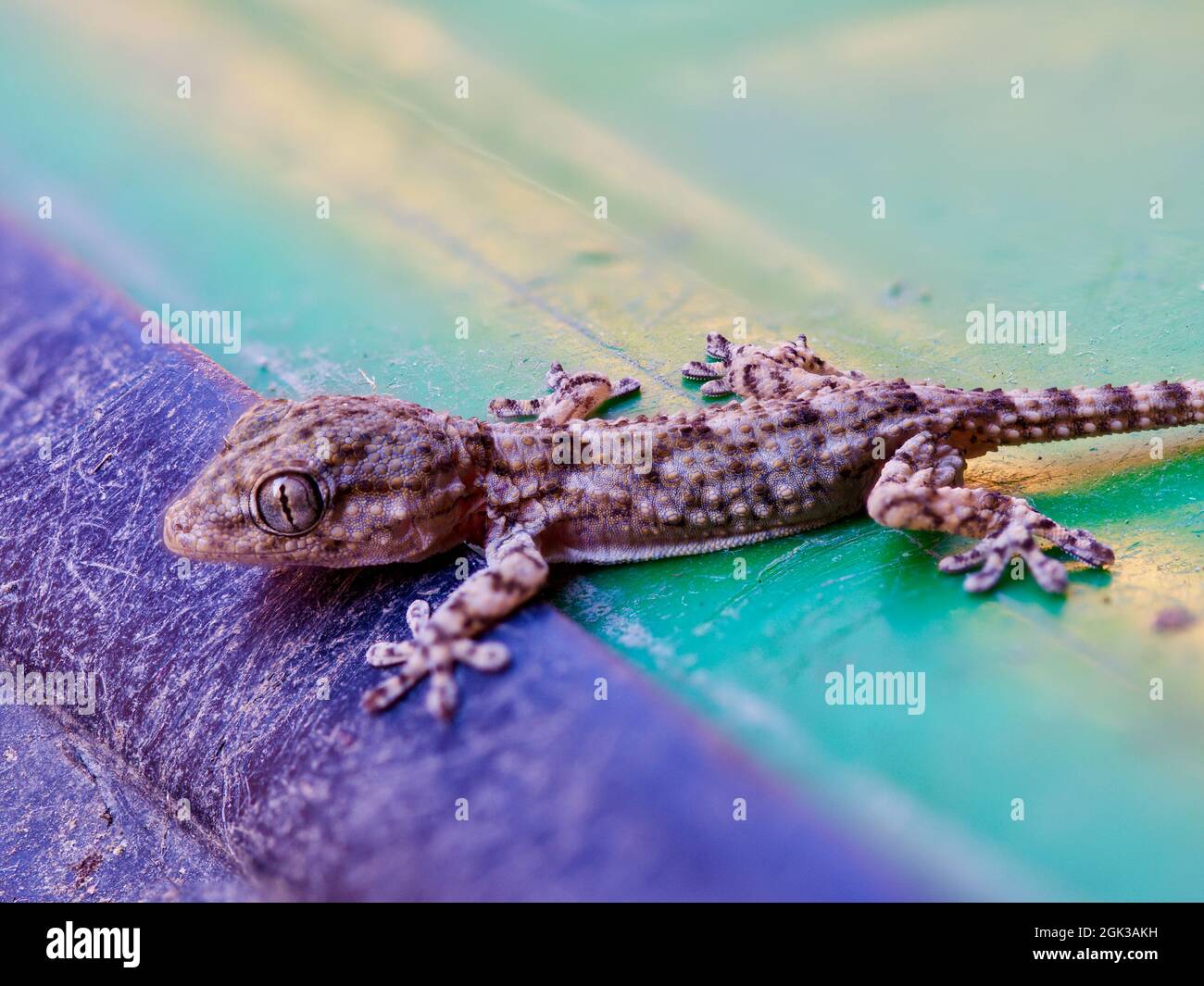 Petit gecko Banque de photographies et d’images à haute résolution - Alamy