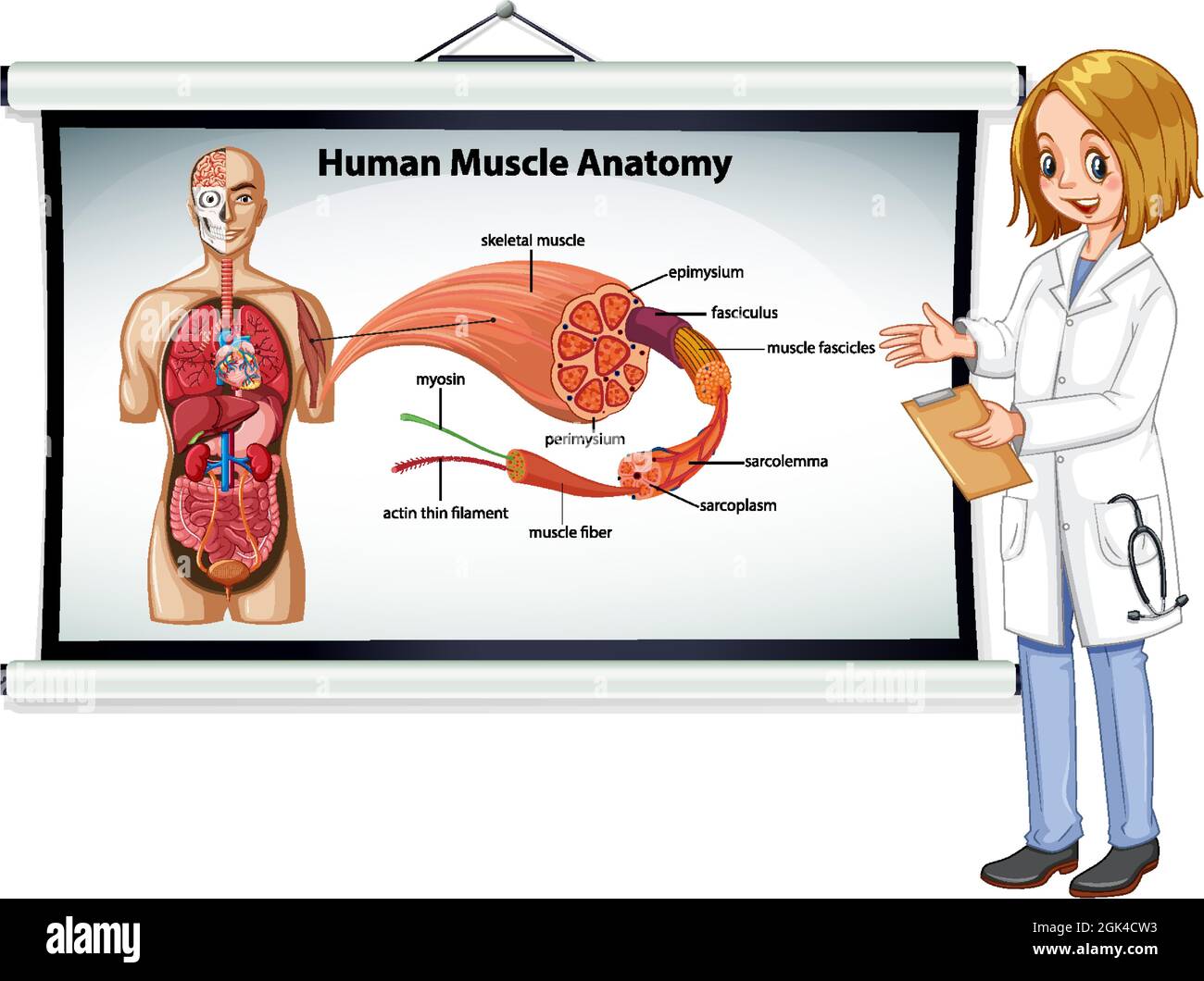 Anatomie du muscle humain avec illustration de l'anatomie du corps ...
