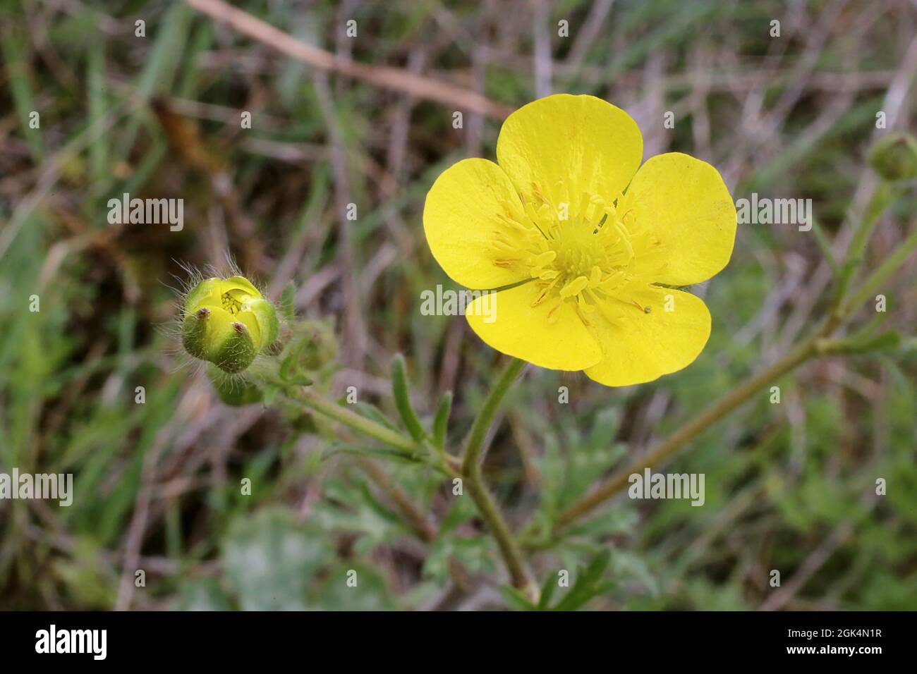 Ranunculus sprunerianus Banque de photographies et d’images à haute ...