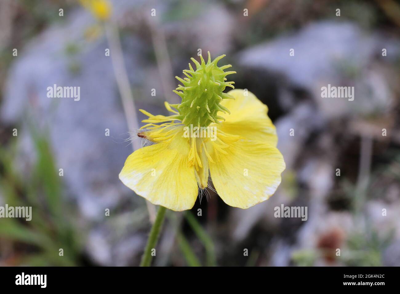 Ranunculus sprunerianus Banque de photographies et d’images à haute ...