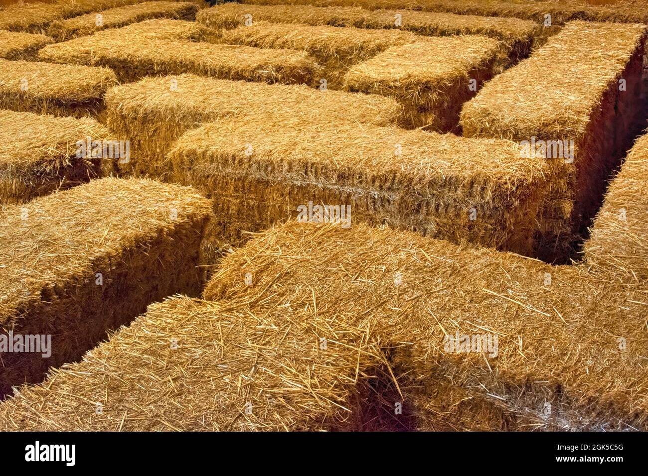 Labyrinthe construit avec pile de paille dorée serré avec des sangles ...