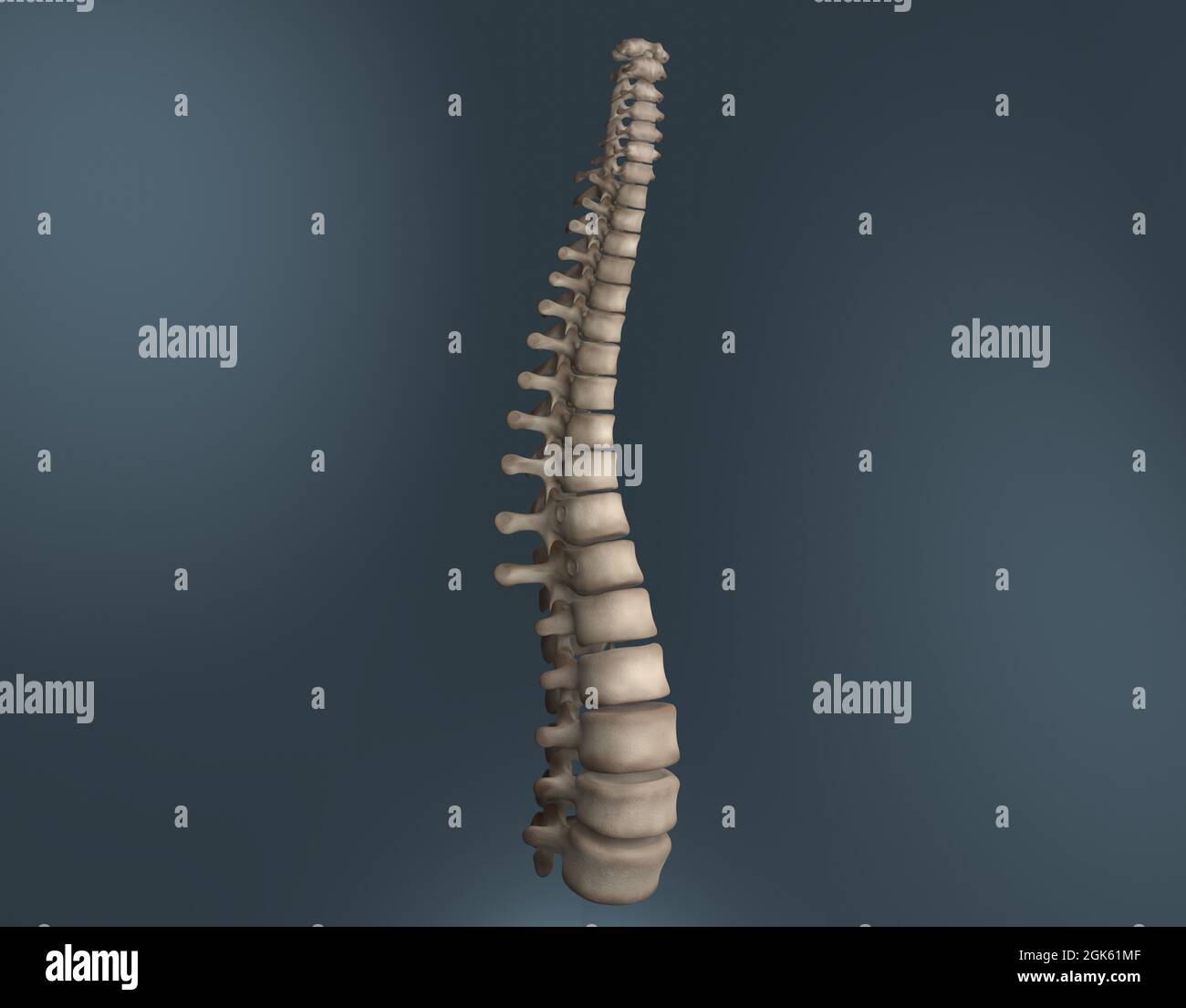 Schéma du rachis comprenant les 24 vertèbres Photo Stock - Alamy