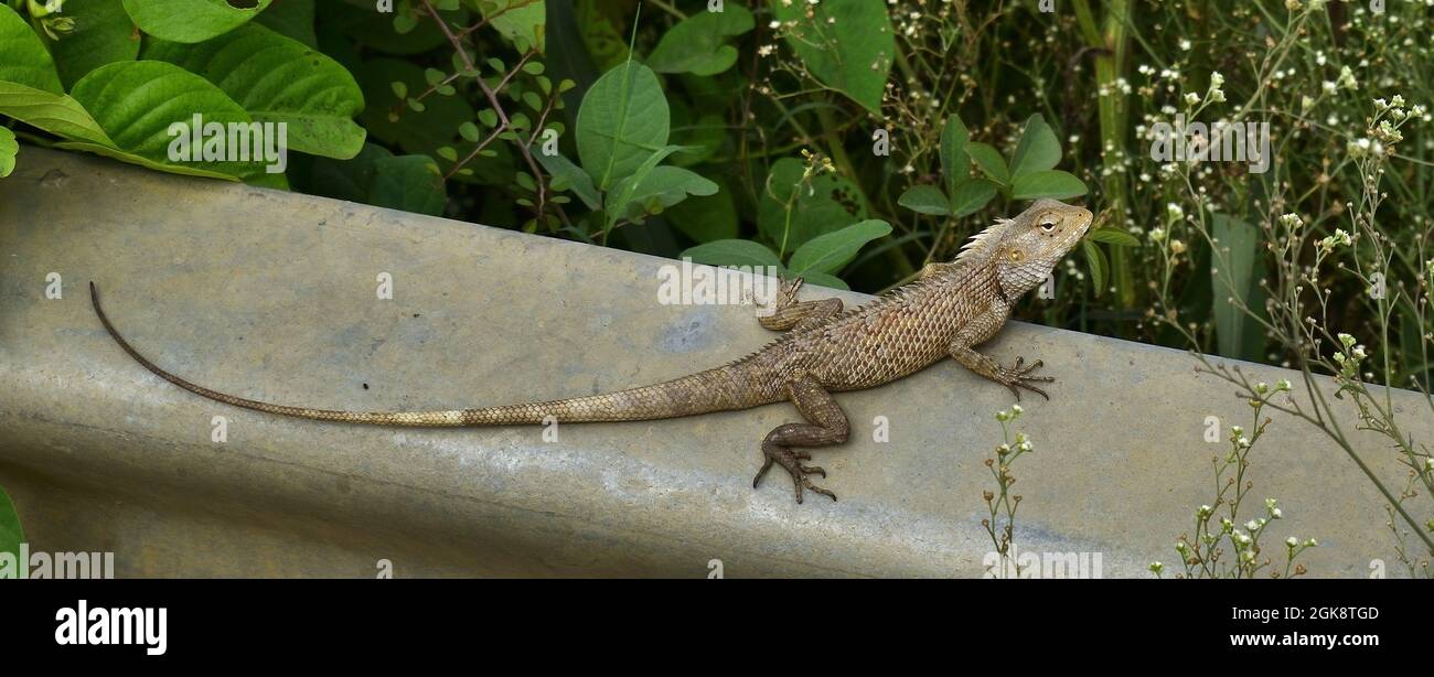Magnifique lézard avec une longue queue et une peau squameuse rampant ...
