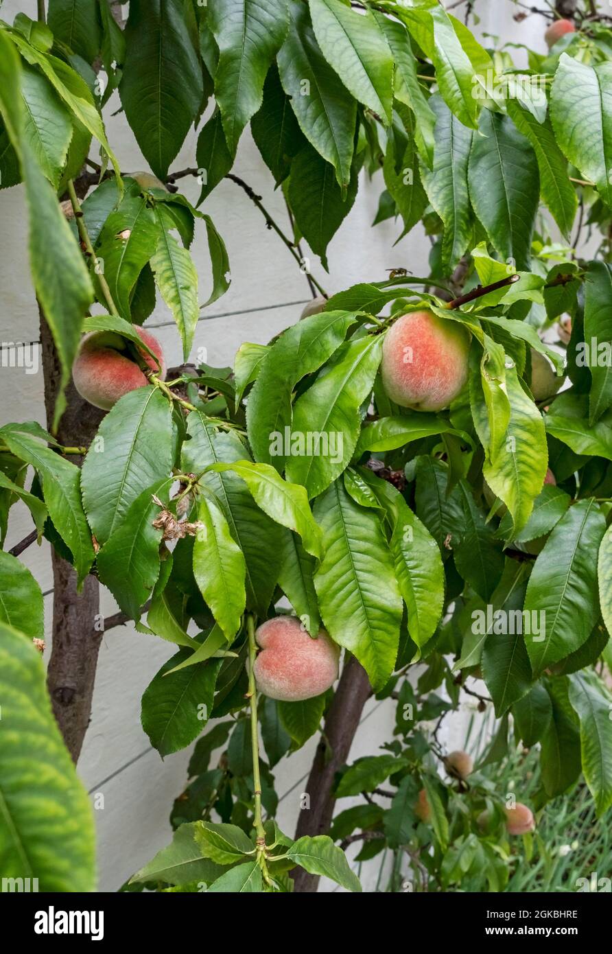 Arbre pêche Banque de photographies et d’images à haute résolution - Alamy