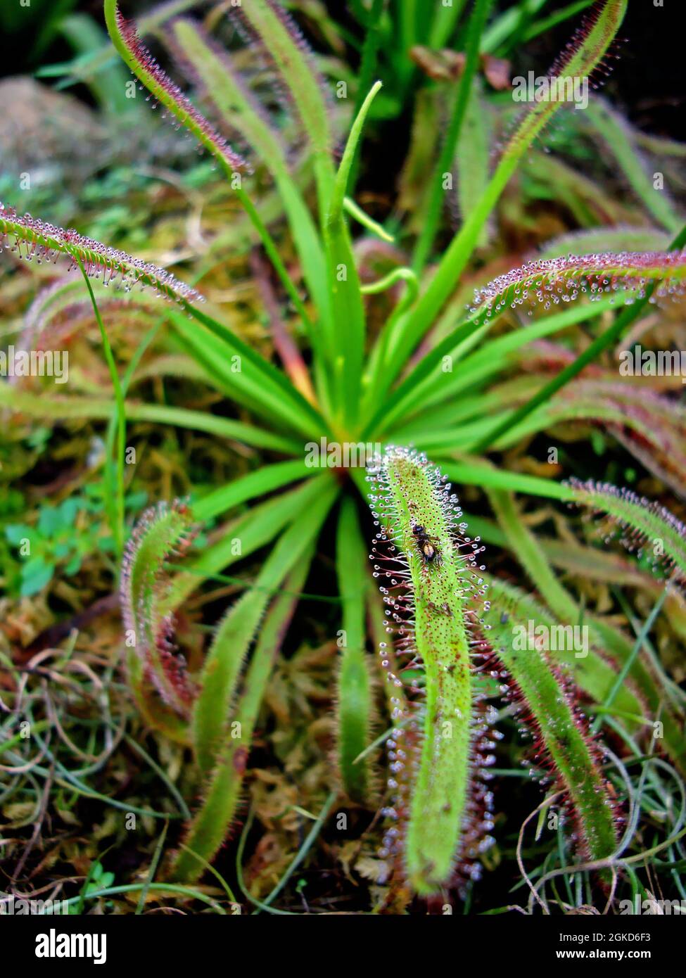 Feuille collante de plante insectivore Banque de photographies et d ...