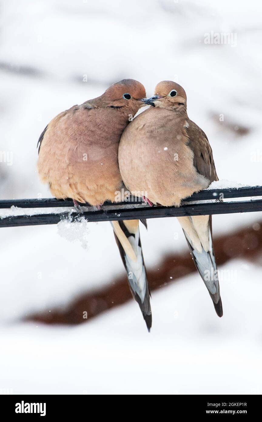 Colombes en deuil Banque de photographies et d’images à haute résolution - Alamy