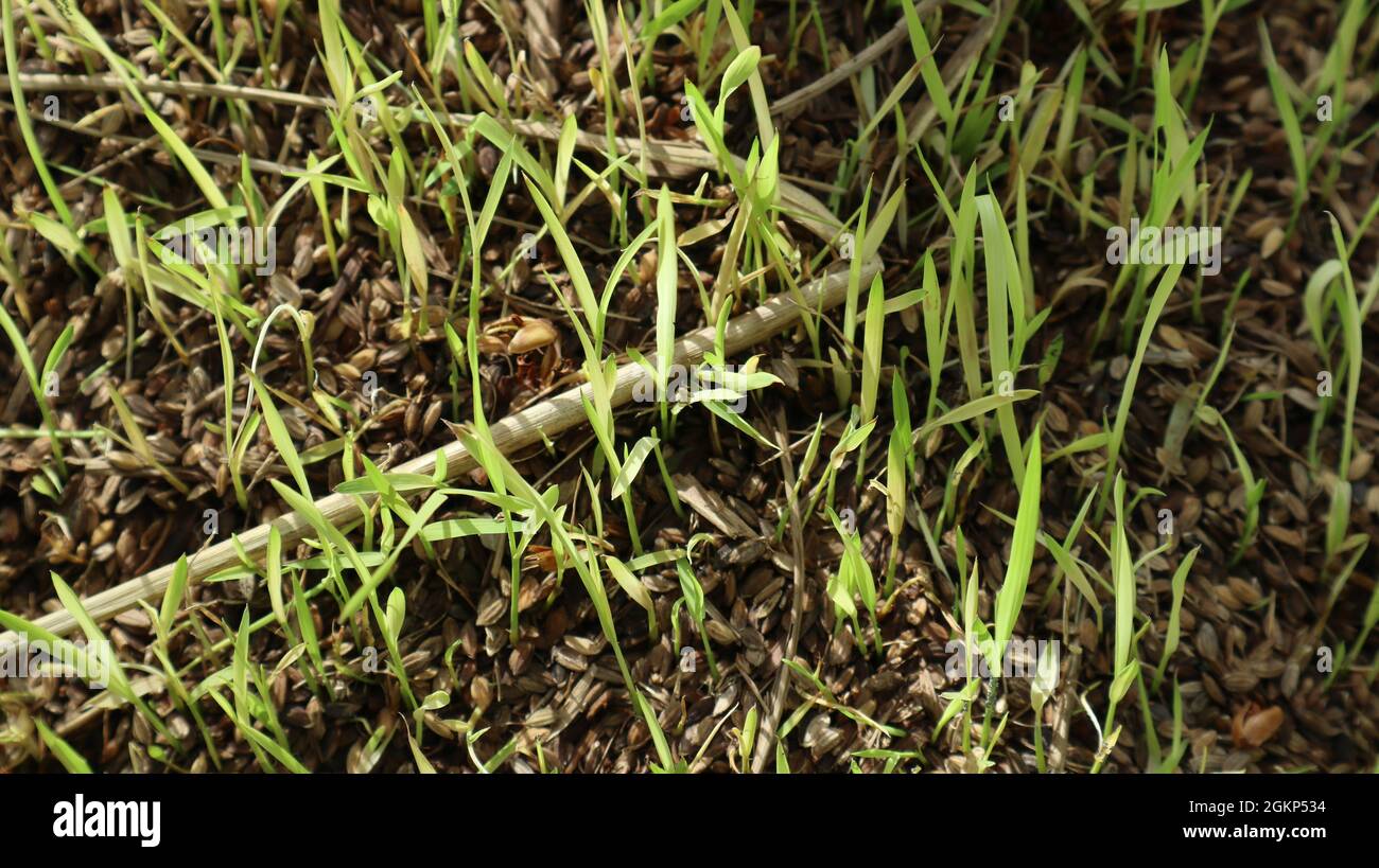 Usines de traitement du riz Banque de photographies et d’images à haute ...
