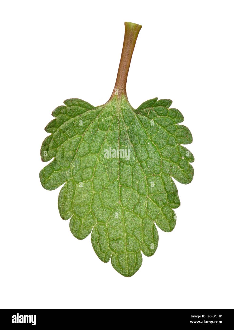 Lamium purpureum Banque d'images détourées - Alamy