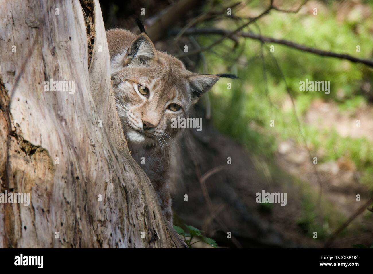 Lynx lynx family Banque de photographies et d’images à haute résolution ...