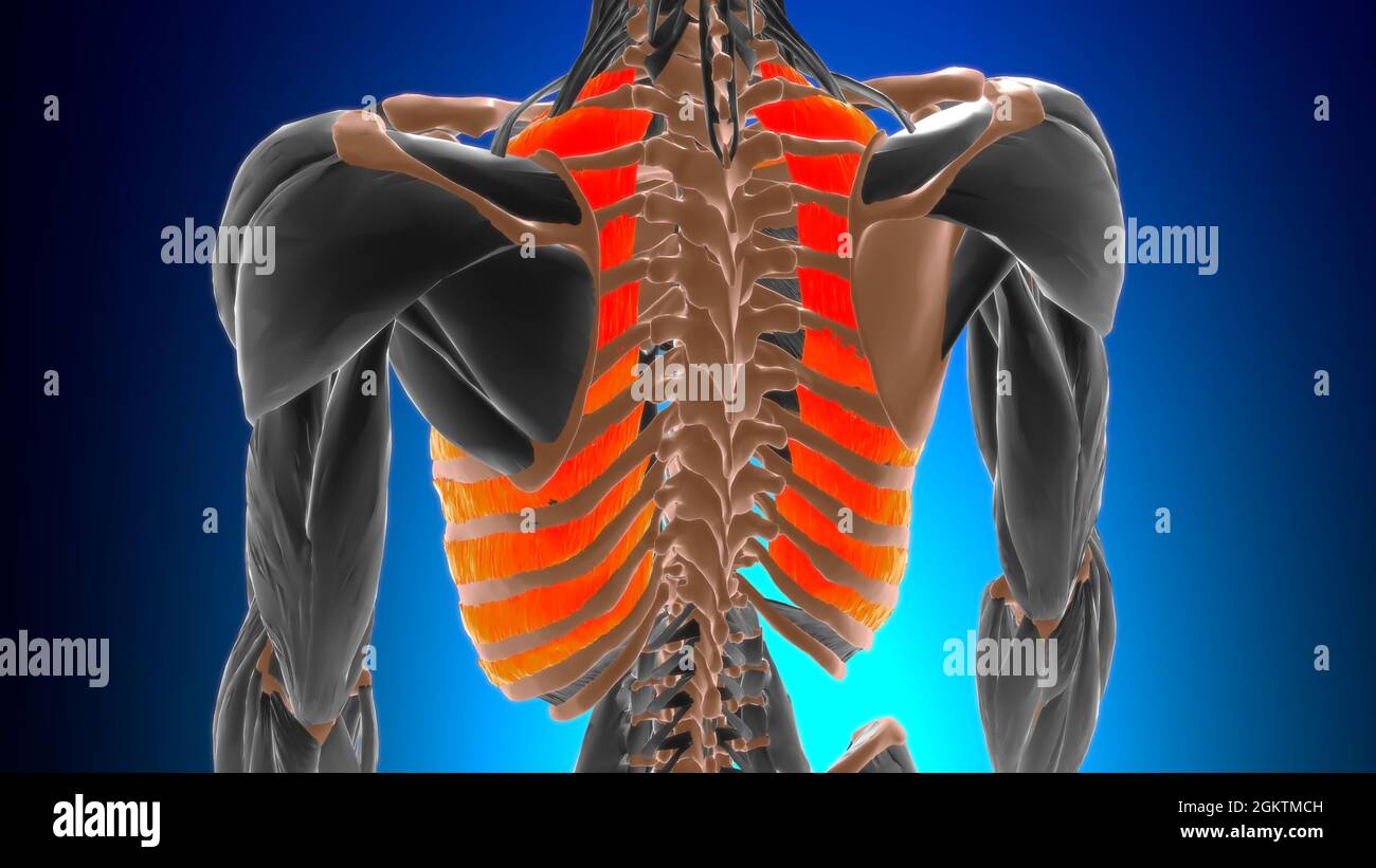 Anatomie externe du muscle intercostal pour l'illustration 3D du ...