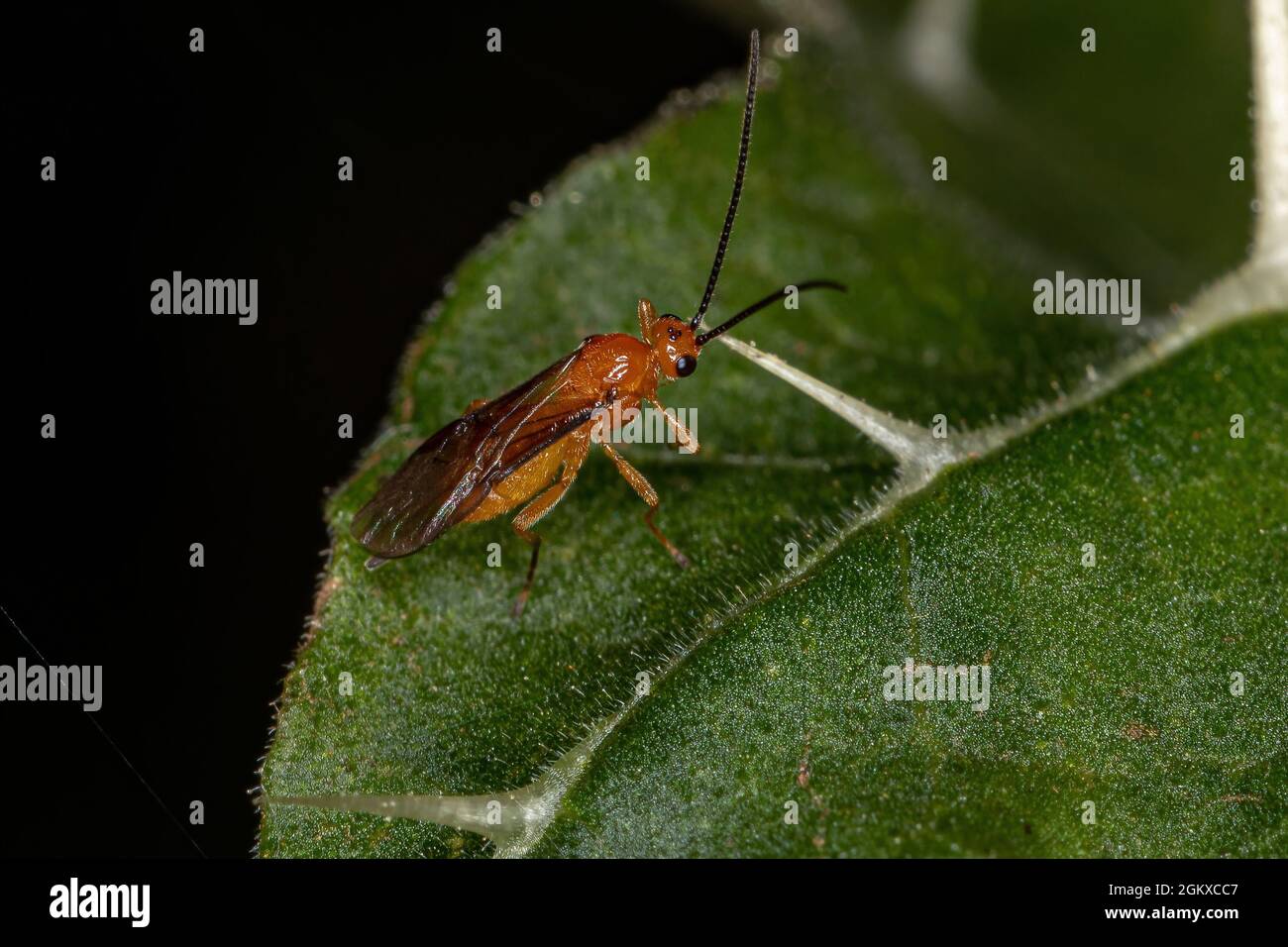 Parasite des guêpes braconides Banque de photographies et d’images à ...