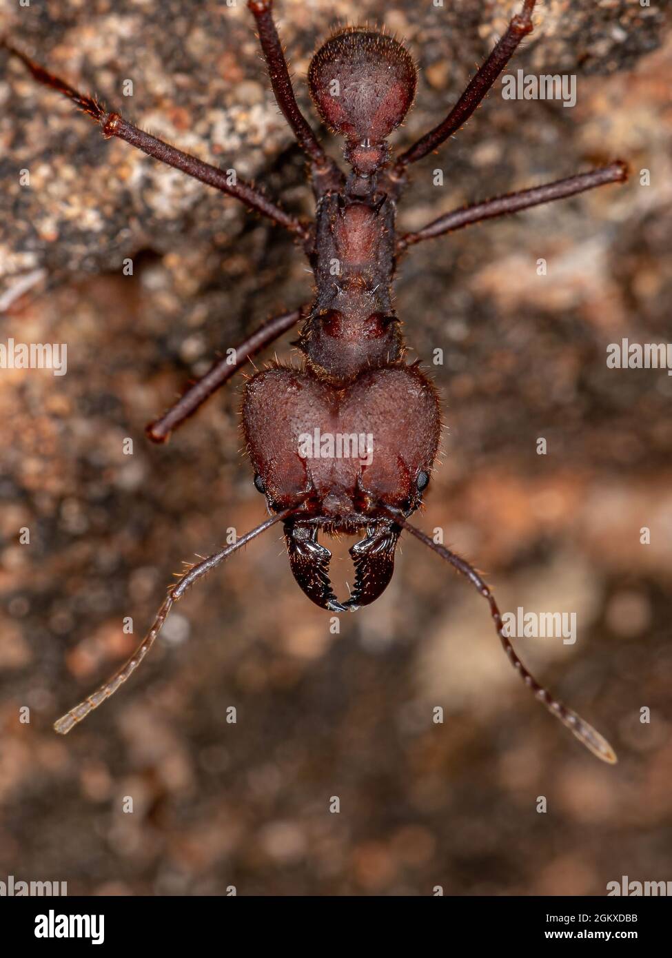 Insecte atta cephalotes Banque de photographies et d’images à haute ...