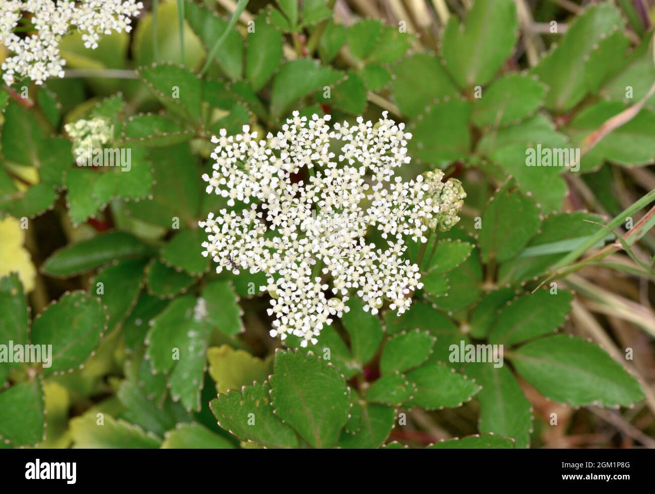Scots lovage Banque de photographies et d’images à haute résolution - Alamy