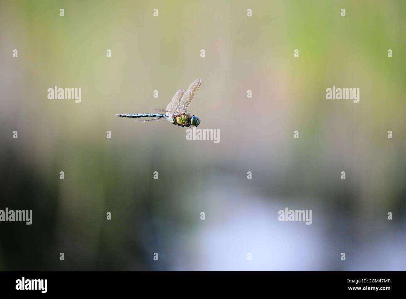 Empereur anax imperator Banque de photographies et d’images à haute résolution - Alamy