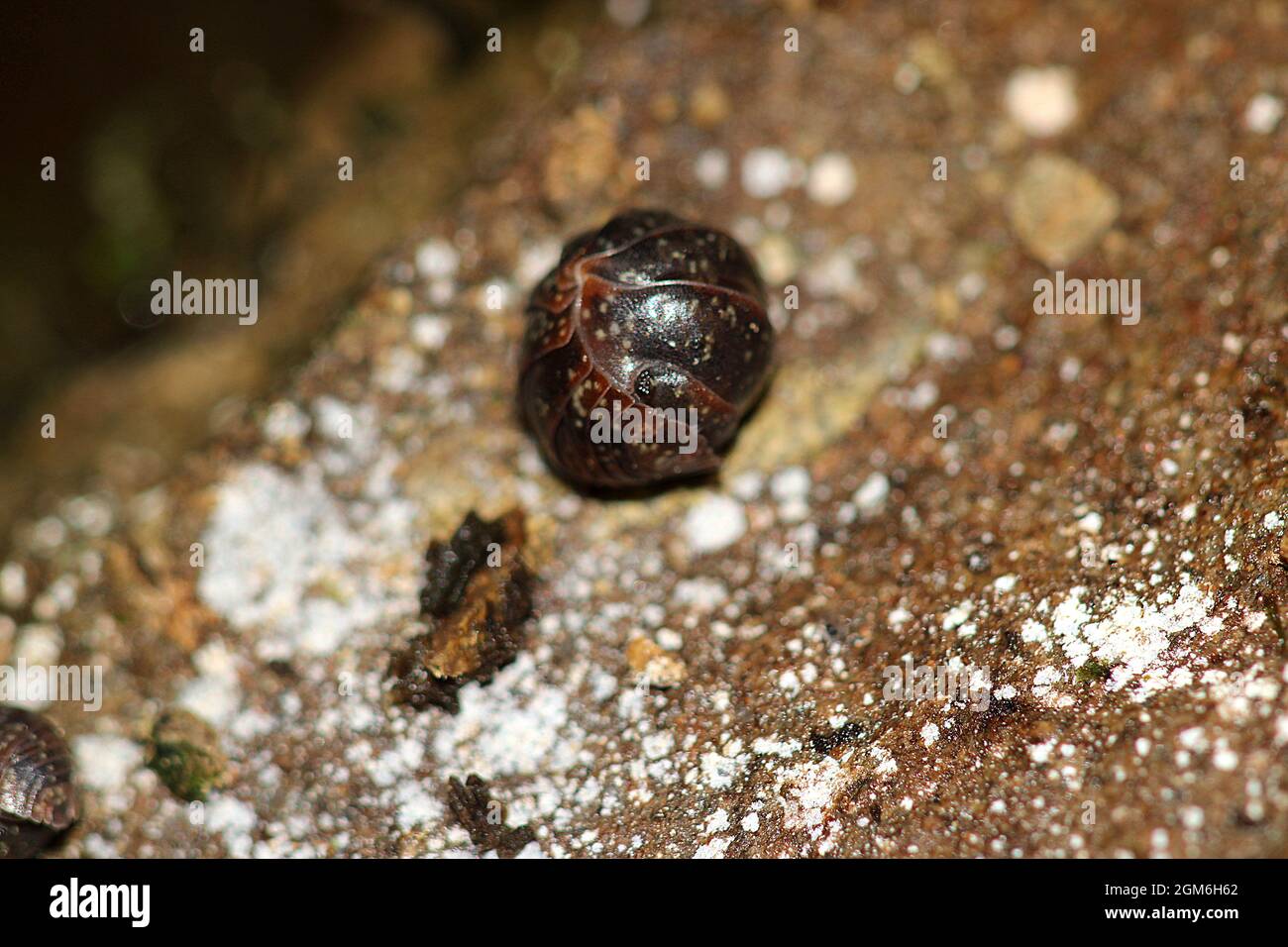 Poux de bois Banque de photographies et d’images à haute résolution - Alamy