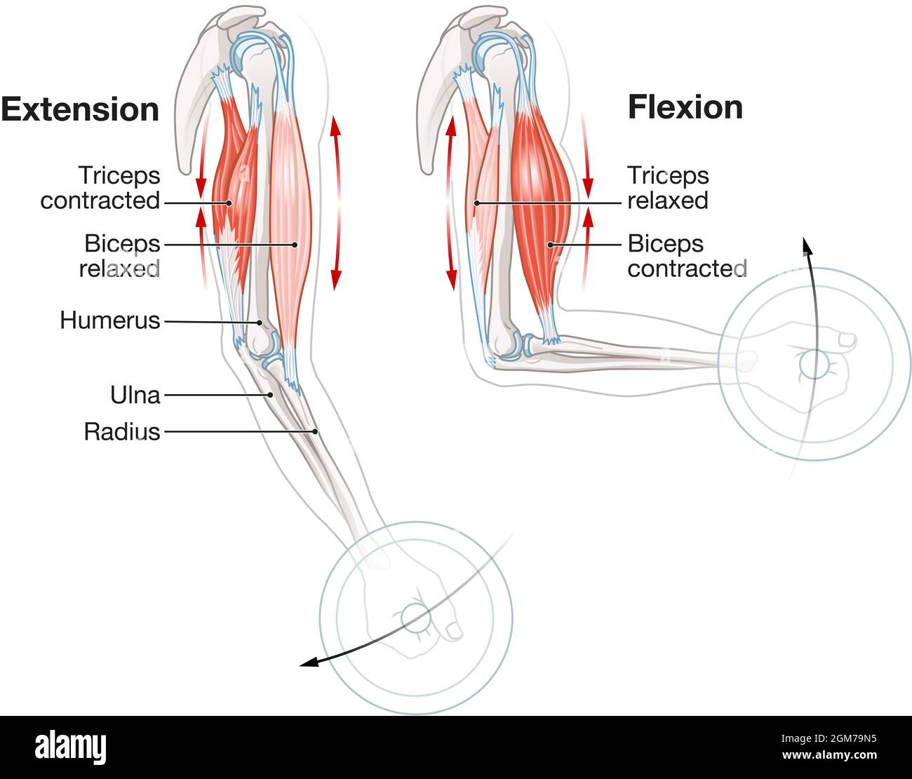 Biceps et triceps. Comment les muscles fonctionnent Photo Stock - Alamy Biceps et triceps. Comment les muscles fonctionnent Photo Stock - Alamy