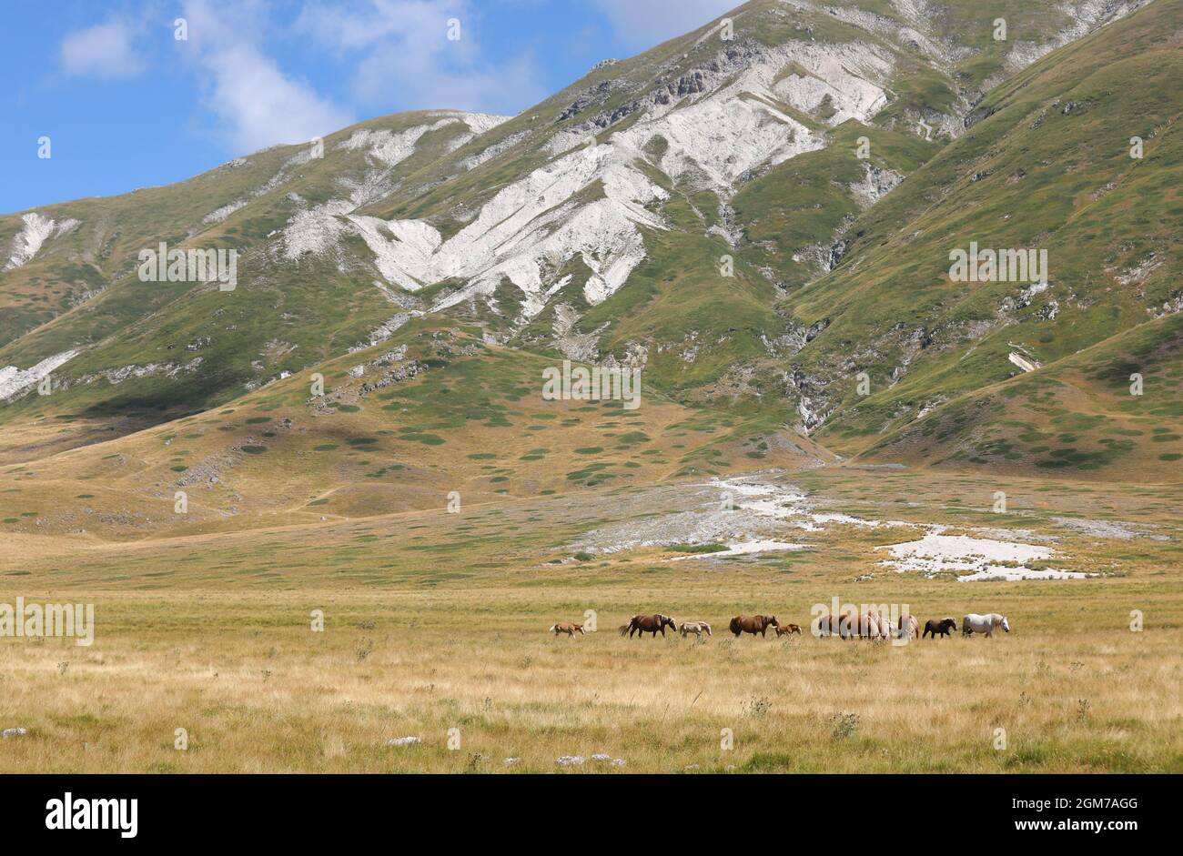 les chevaux sauvages qui broutage ne sont pas perturbés dans la prairie ...