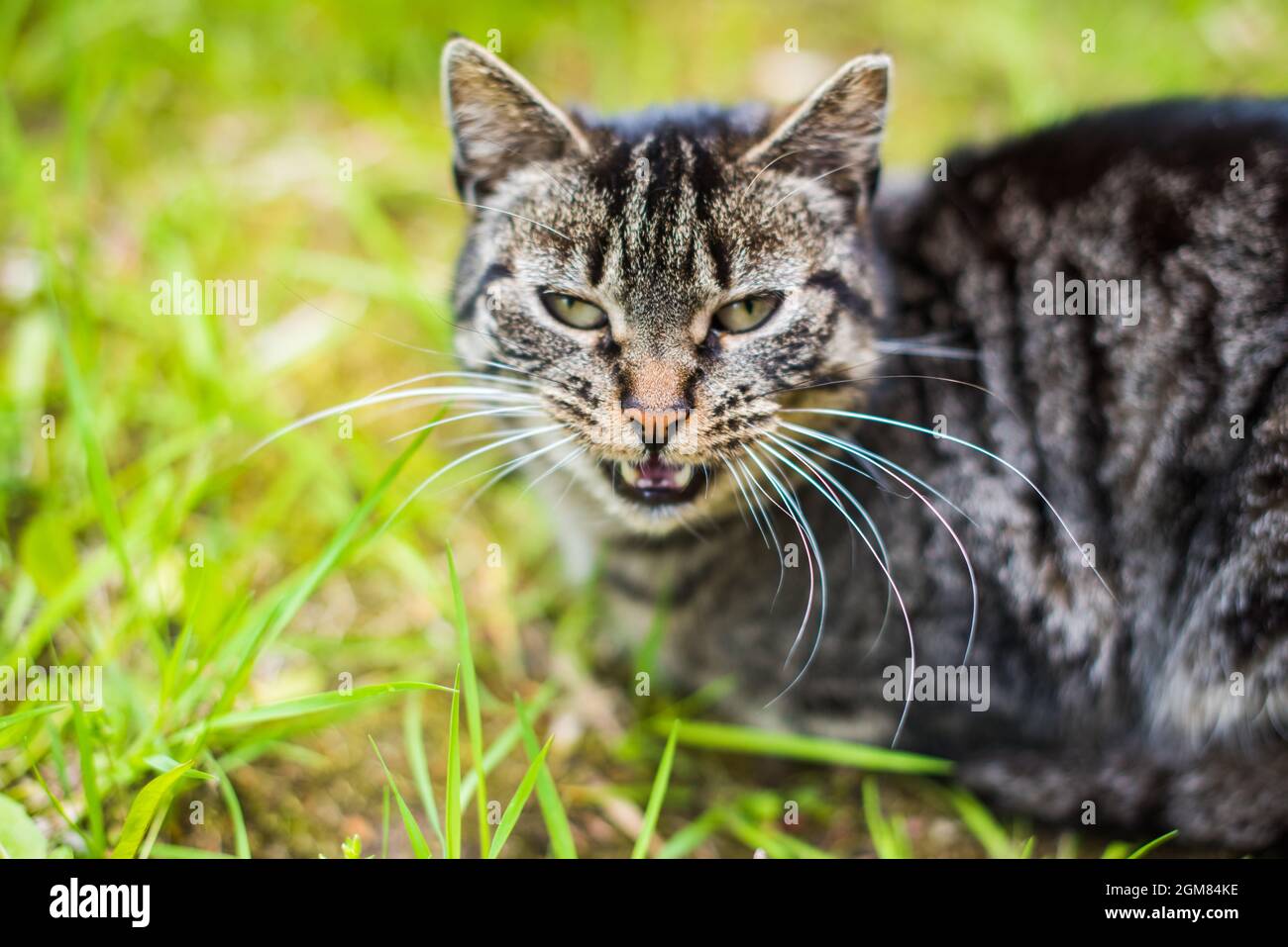 Chat qui pleure Banque de photographies et d’images à haute résolution ...