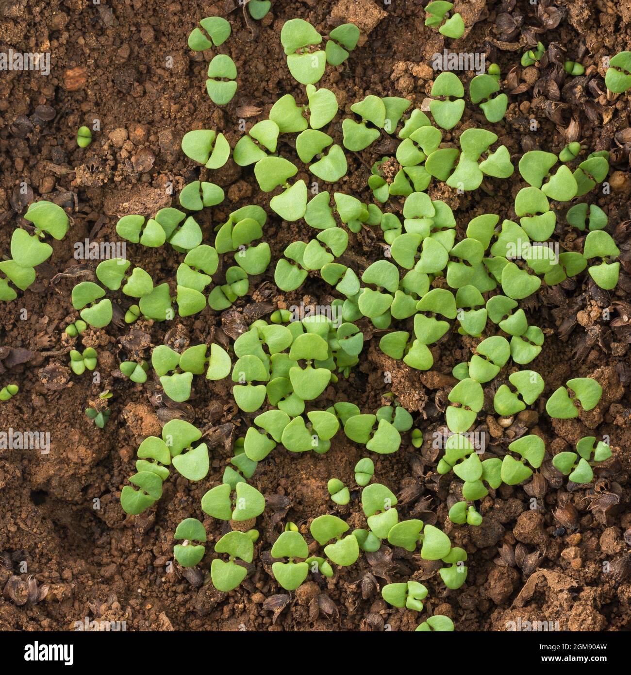 Lit de germination Banque de photographies et d’images à haute ...