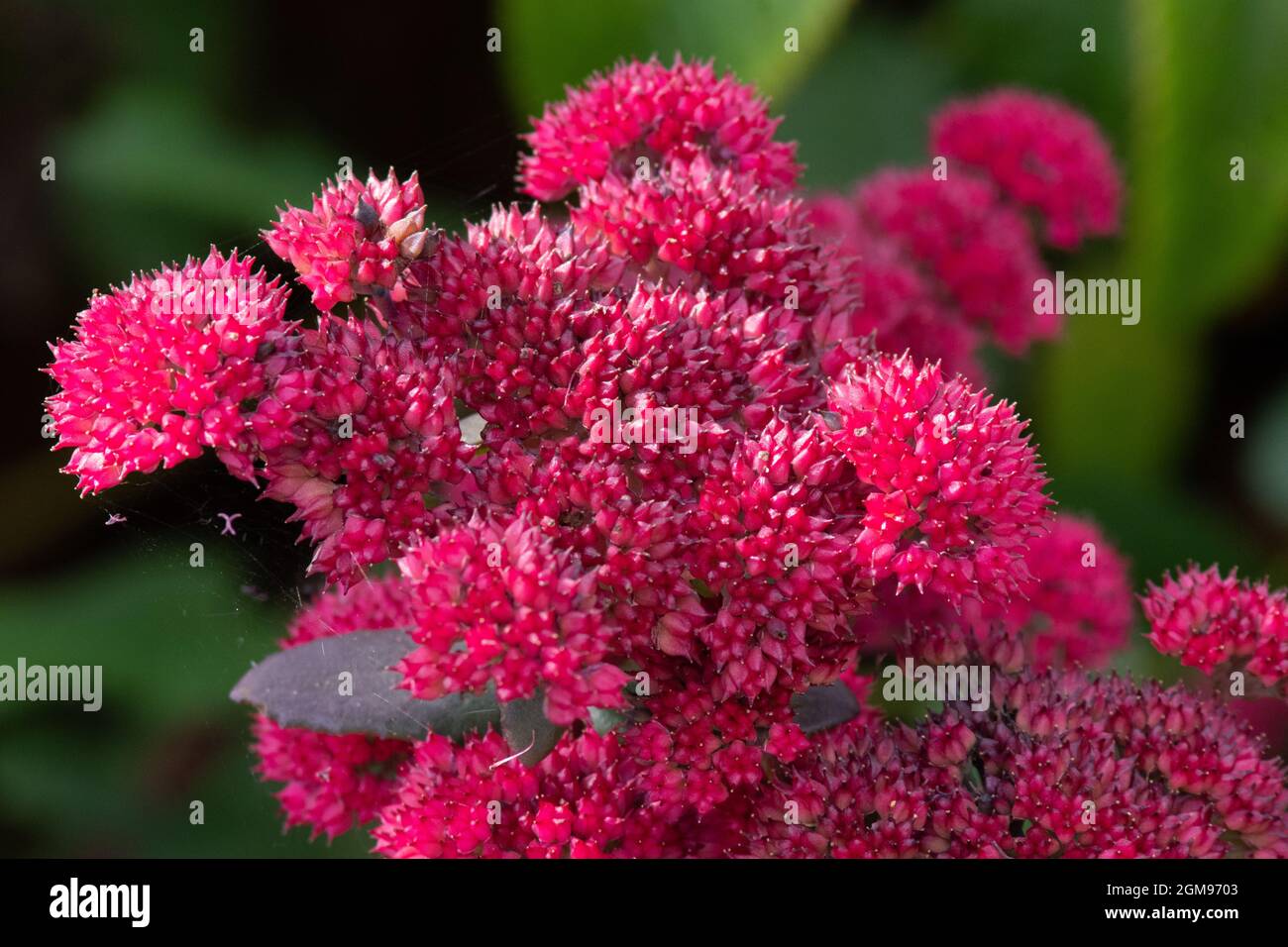 Plante vivace rouge Banque de photographies et d’images à haute ...