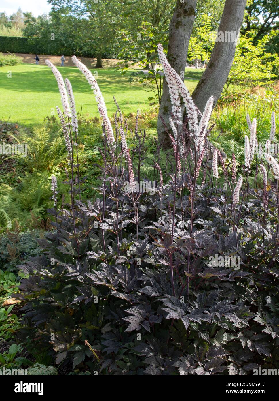 Actaea simplex Banque de photographies et d’images à haute résolution ...