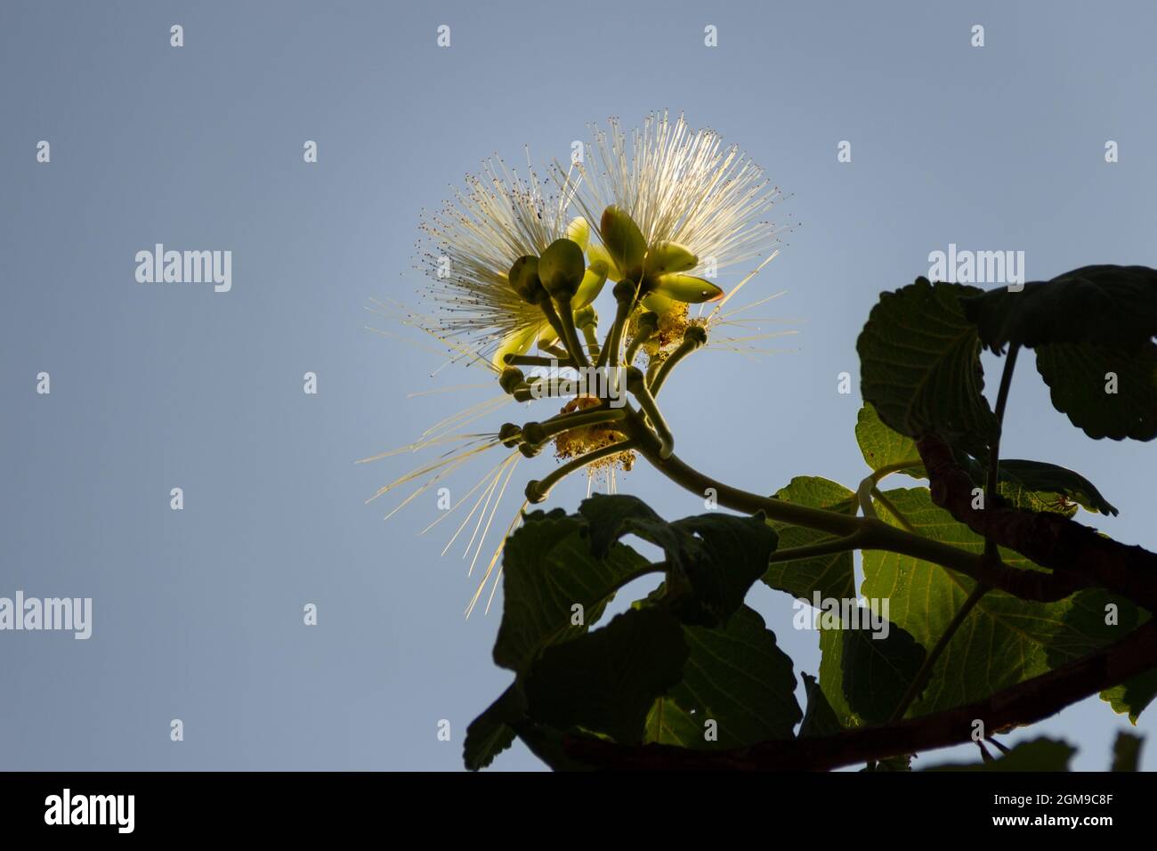 Arbre de pequi fleuri. Fleurs sur l'arbre de pequi. Pequi est un fruit ...