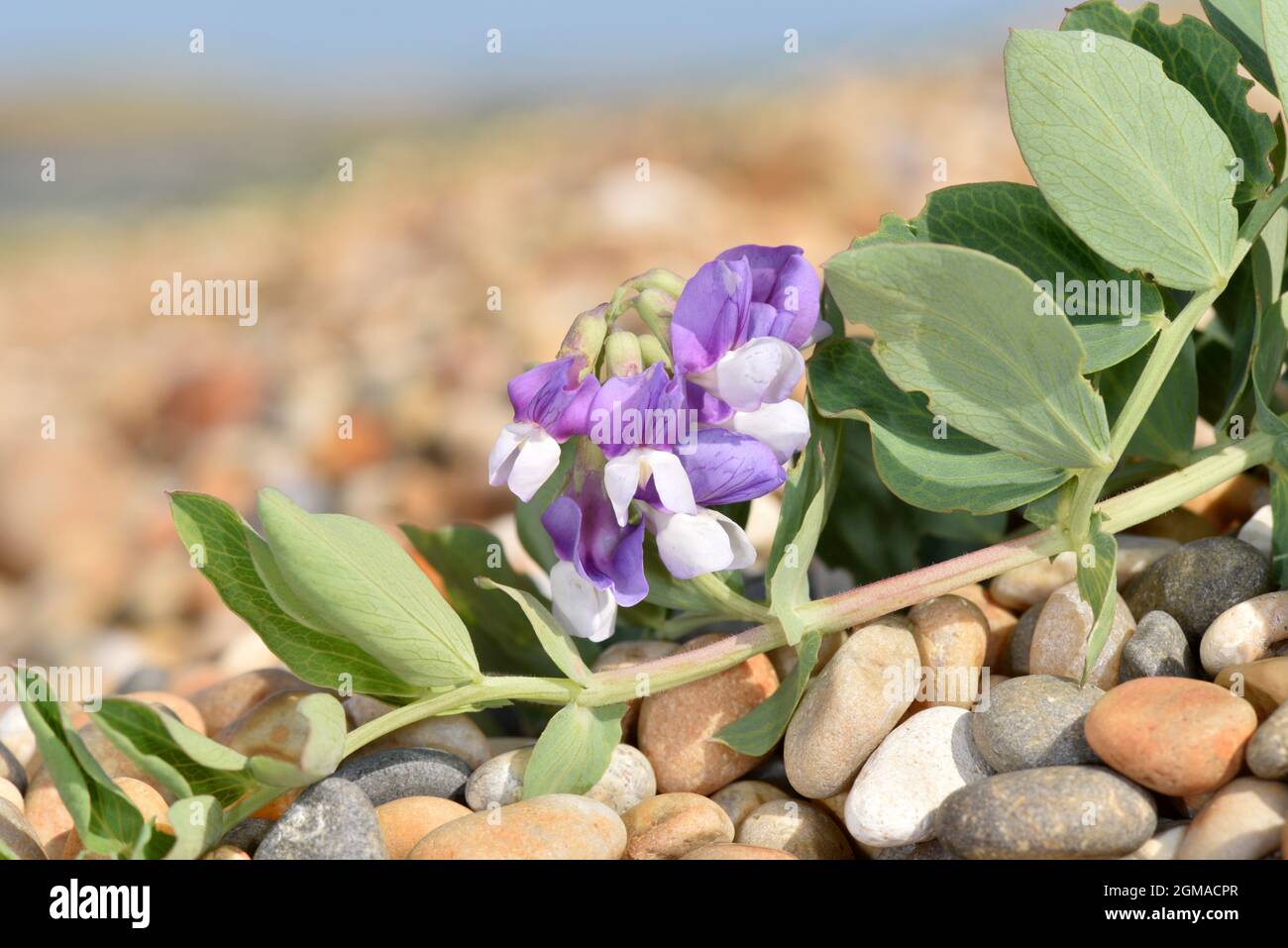 Sea pea Banque de photographies et d’images à haute résolution - Alamy