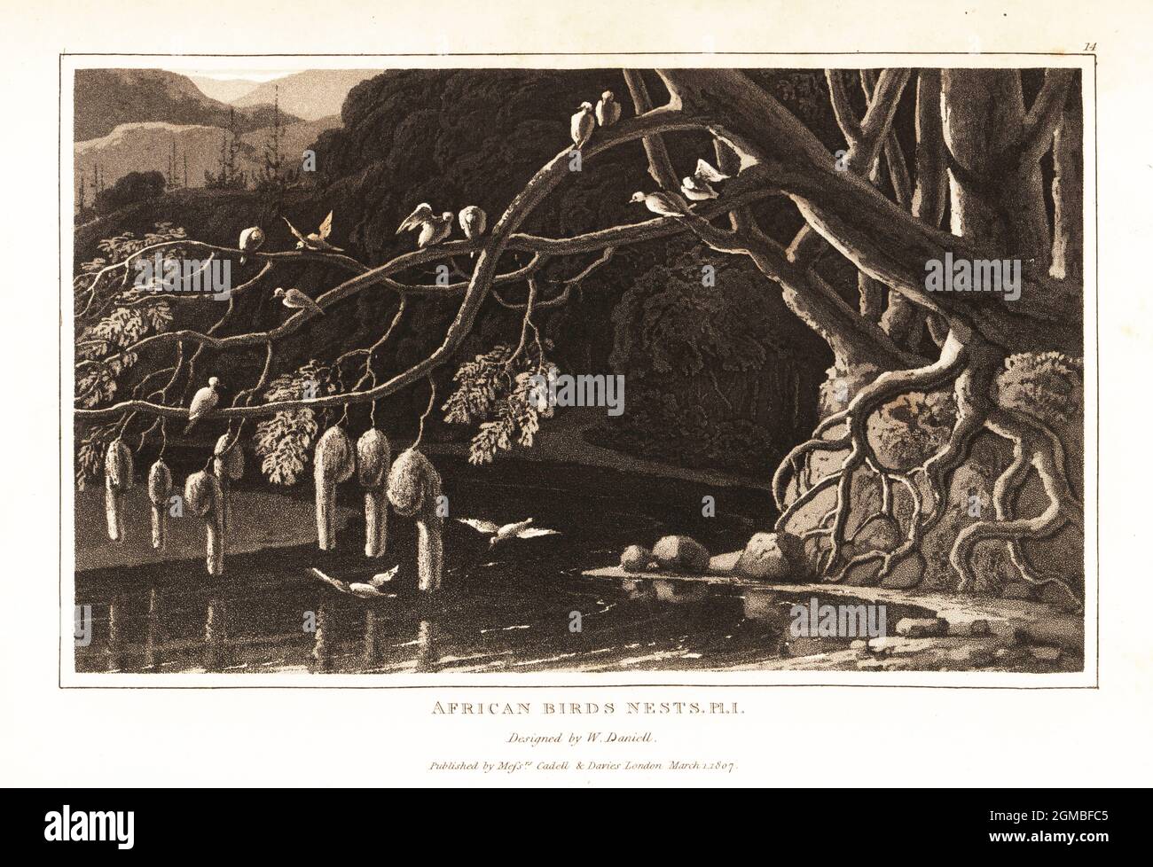 Un groupe d'oiseaux de rivage et leurs nids suspendus distinctifs au ...