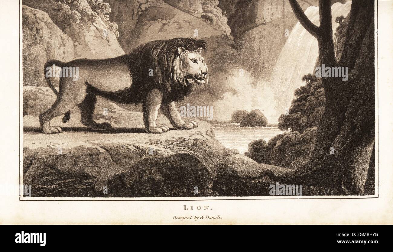 Lion mâle, Panthera leo, Felis leo, près d'une cascade dans la jungle ...