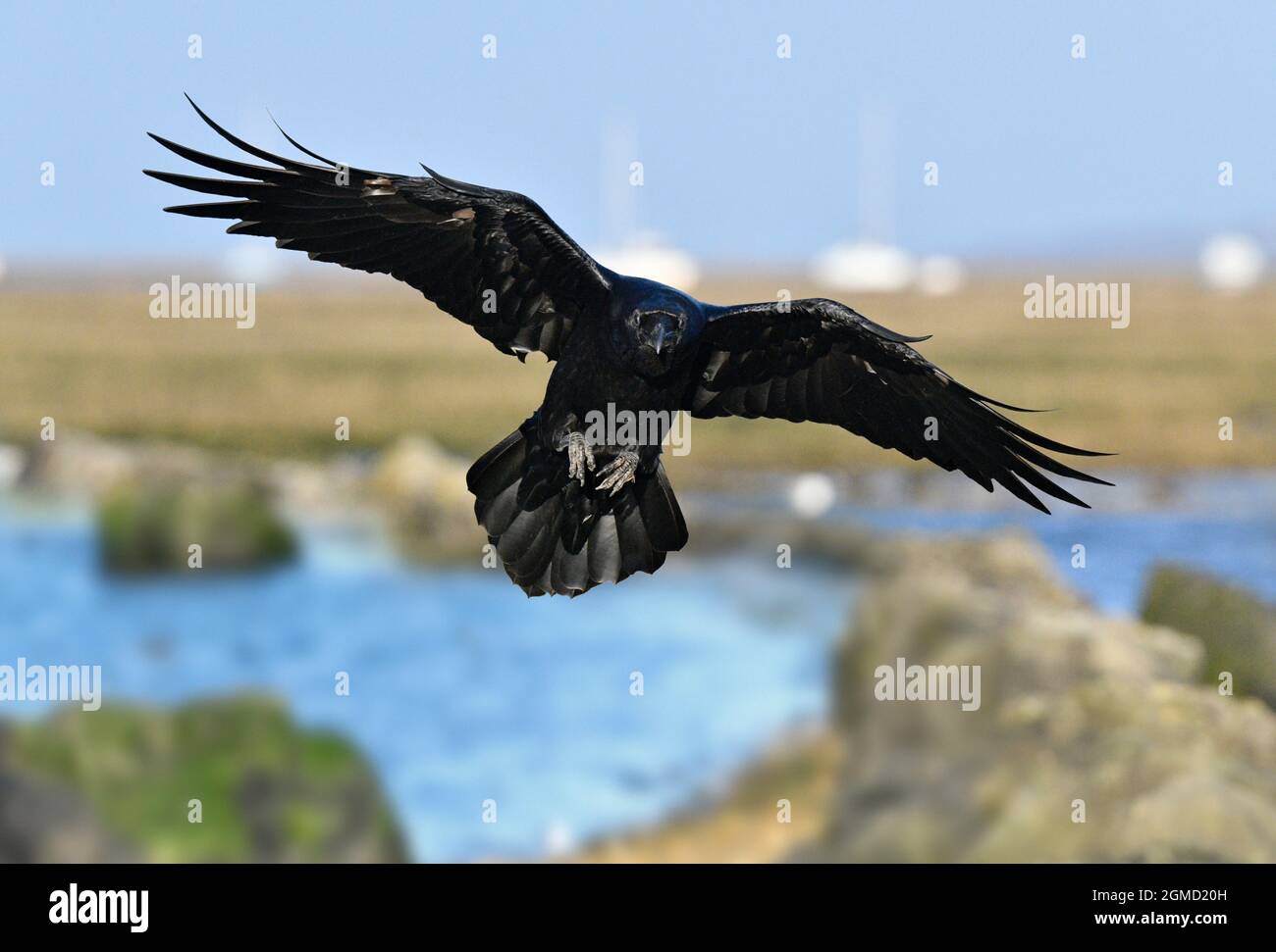 Le plus grand de la famille des corbeaux Banque de photographies et d ...