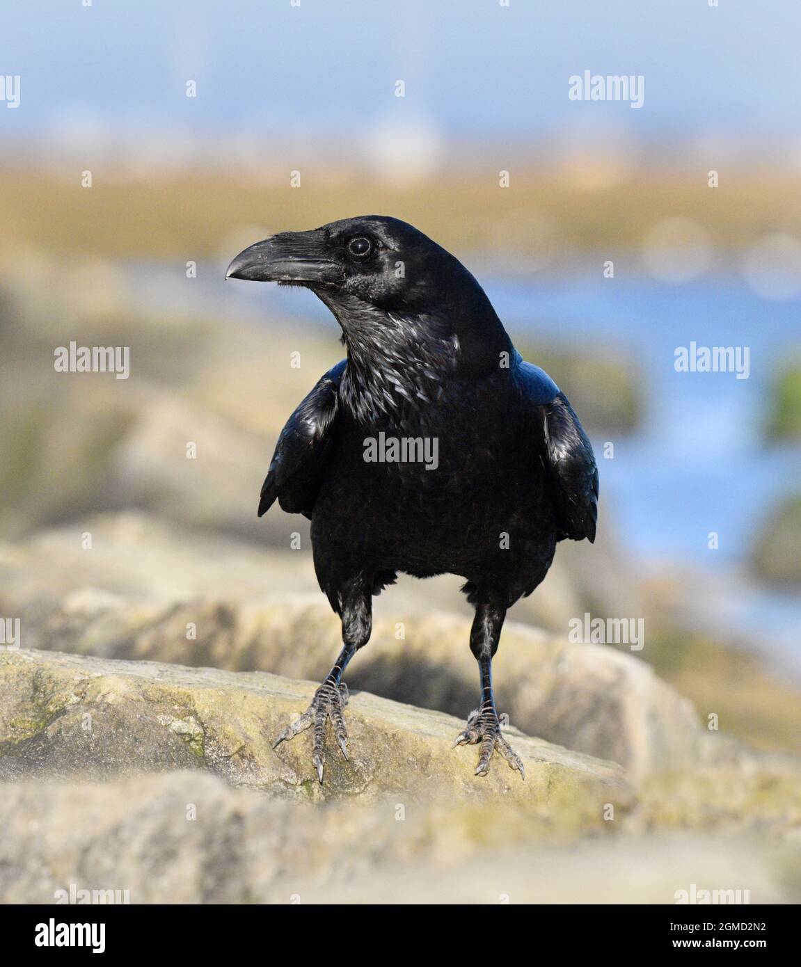 Le plus grand de la famille des corbeaux Banque de photographies et d ...
