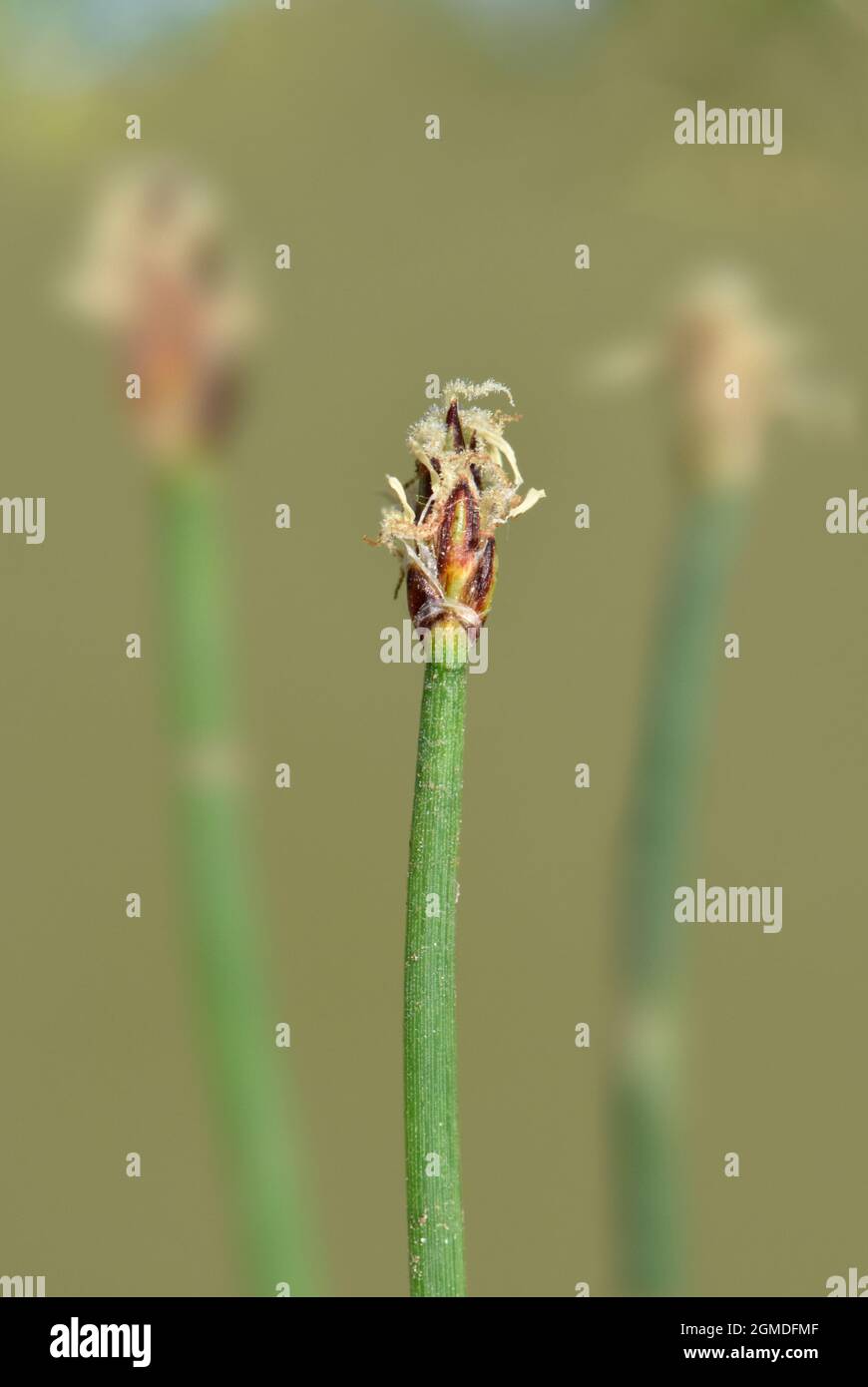 Eleocharis multicaulis Banque de photographies et d’images à haute ...
