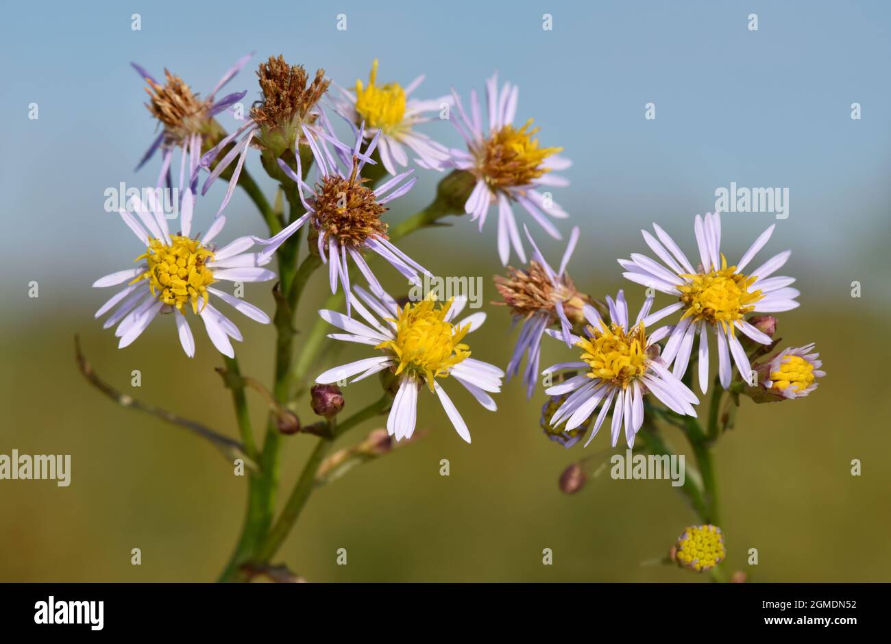 Aster tripolium Banque de photographies et d’images à haute résolution ...