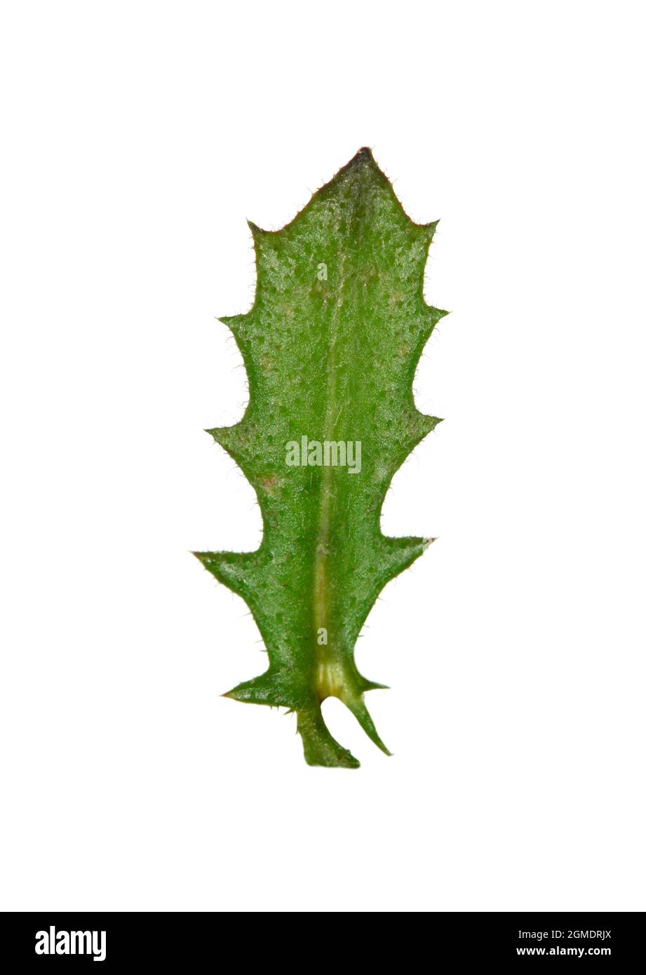 Faucons barbe Banque de photographies et d’images à haute résolution ...