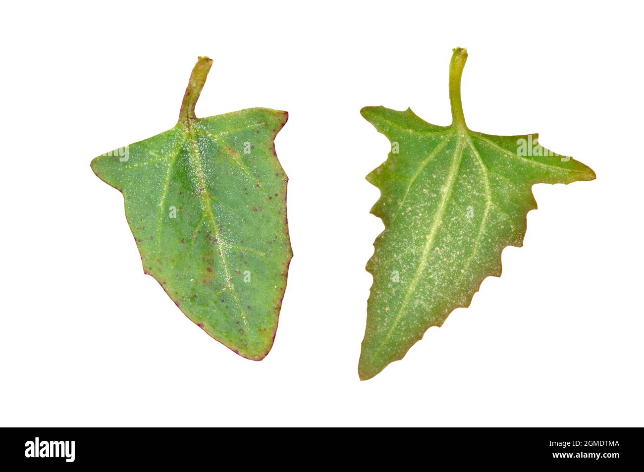 Atriplex glabriuscula Banque d'images détourées - Alamy
