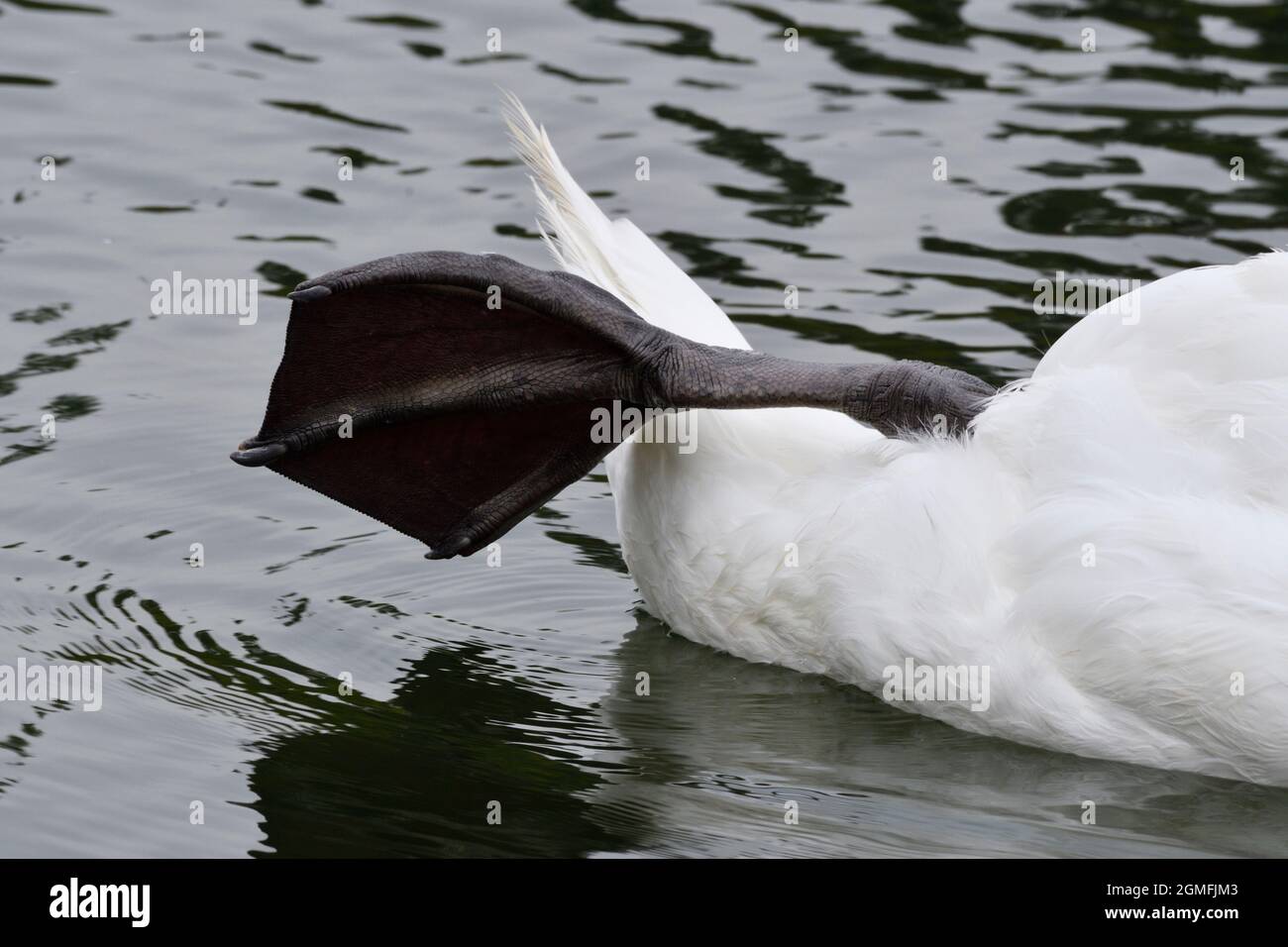 Cygnus olor muet cygne Banque de photographies et d’images à haute résolution - Alamy