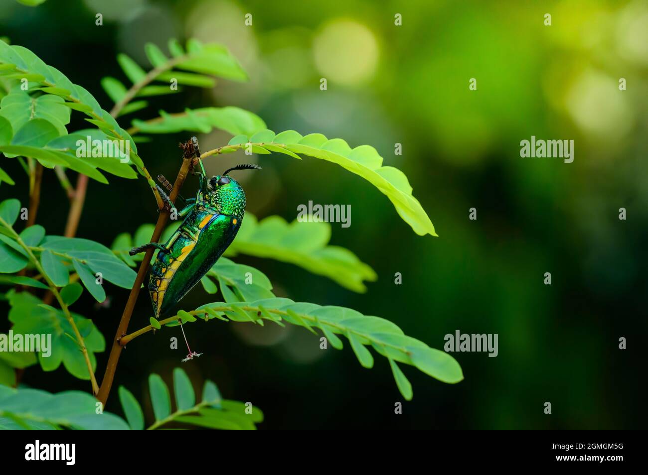 Sternocera ruficornis Banque de photographies et d’images à haute ...