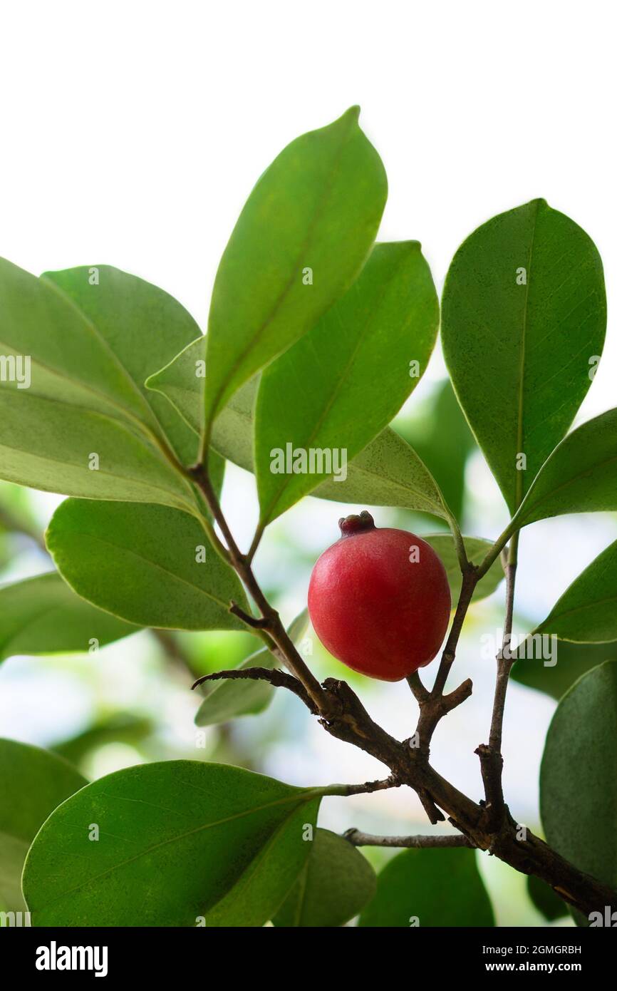 Arbre fruitier pour un petit jardin Banque de photographies et d’images ...