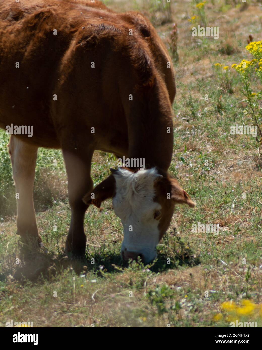 Un cliché vertical d'une vache brune qui broutage dans un champ par une ...