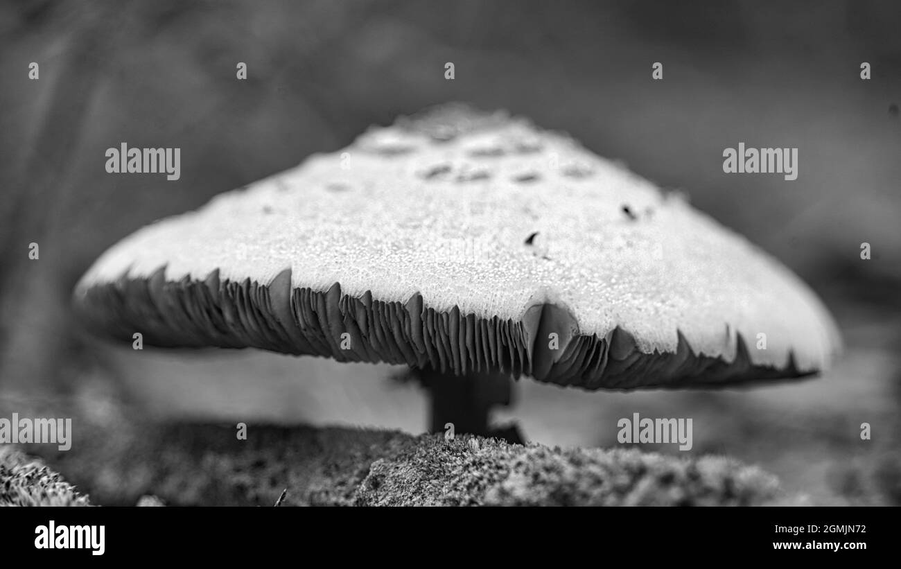 Champignons edulis Banque d'images noir et blanc - Alamy