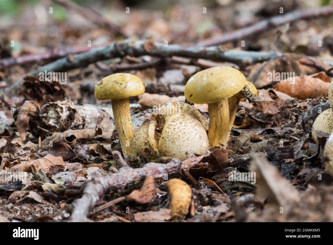Bolet jaune Banque de photographies et d’images à haute résolution - Alamy